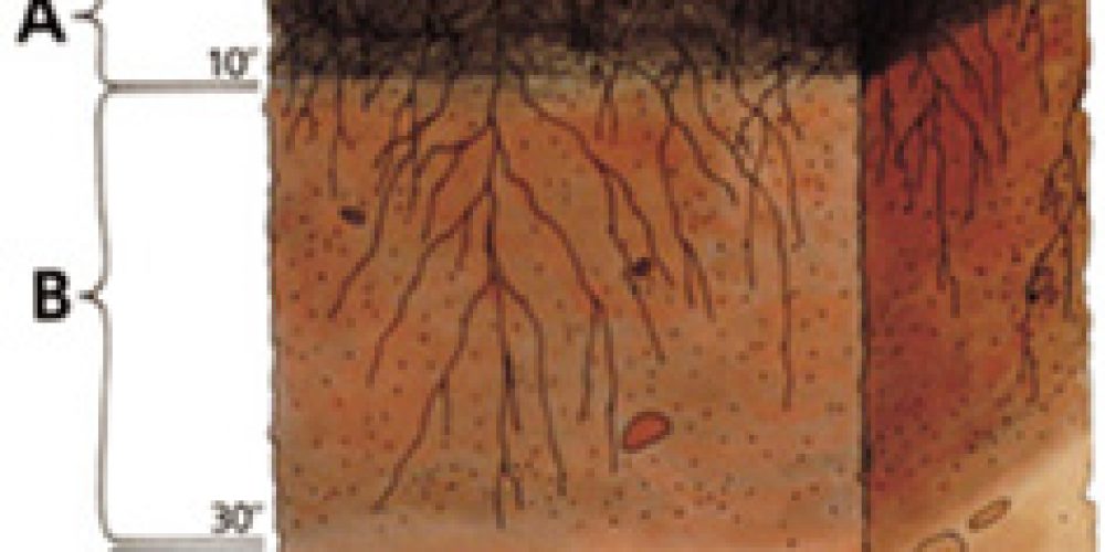 Što je HUMUS? | Botanika